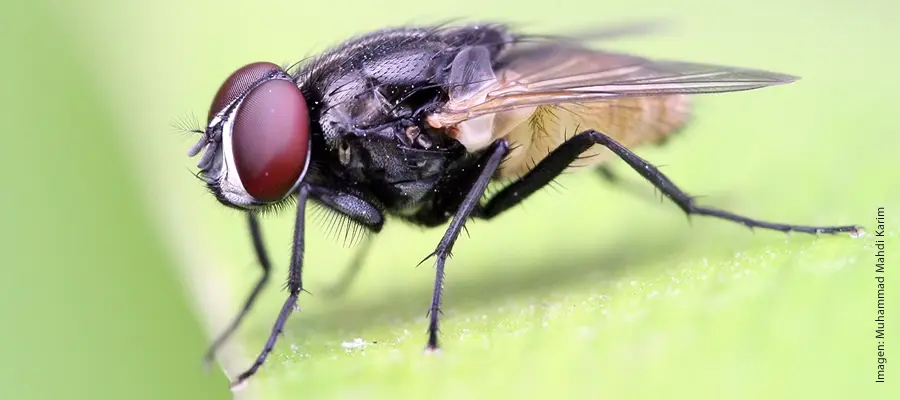 Huevos De Mosca En La Carne: Cómo Se Ven Y Qué Debes Saber | Carnicería ...