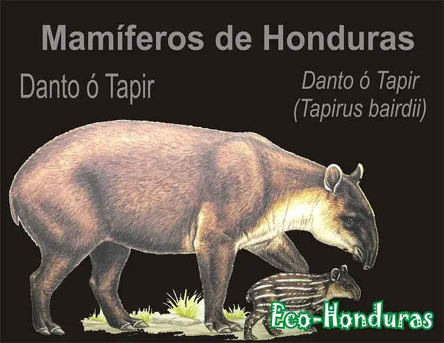 Tapir En Peligro: Amenaza Para Su Supervivencia | Carnicería Moderna